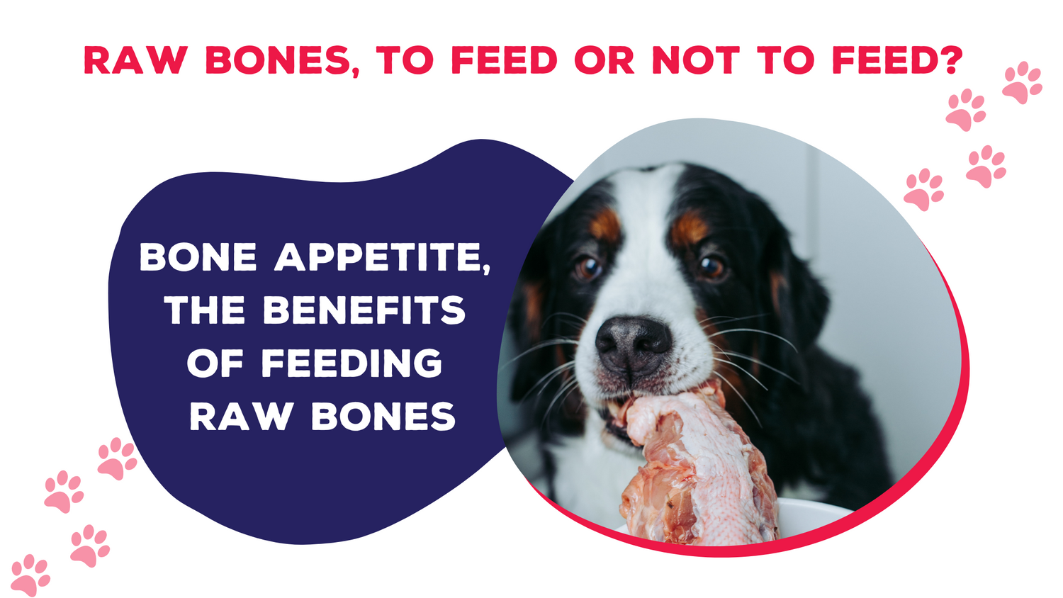 Raw Bones, To Feed or Not to Feed – Happy Paws Pet Food